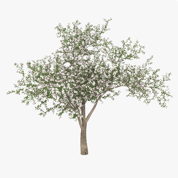 3d flowering apple tree model