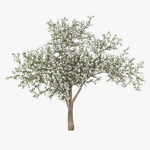 Download Free & Premium Apple Tree 3D Models | TurboSquid