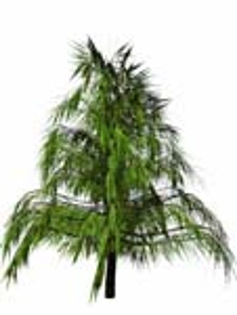 conifer scene bryce 3d obj