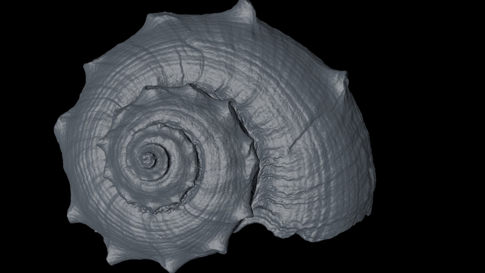 3D Model Scan Sea Shells - TurboSquid 1201862