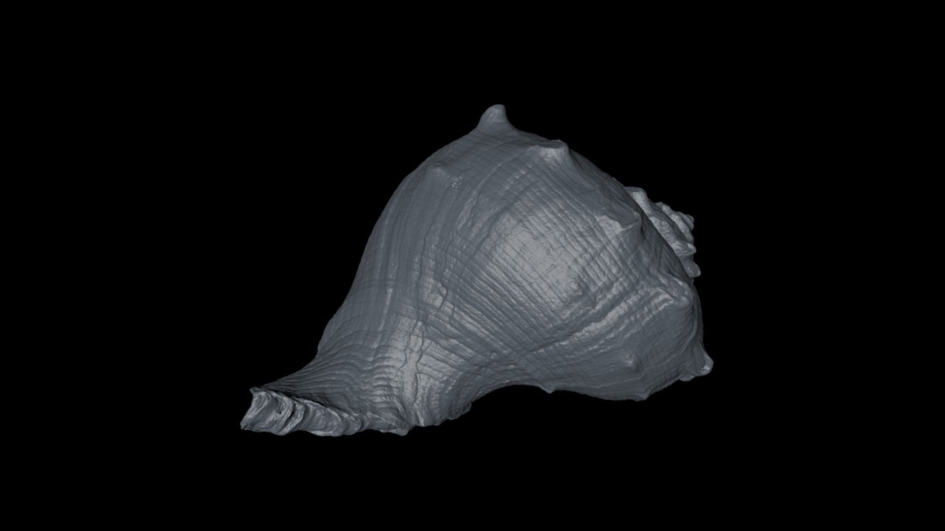 3D Model Scan Sea Shells - TurboSquid 1201862