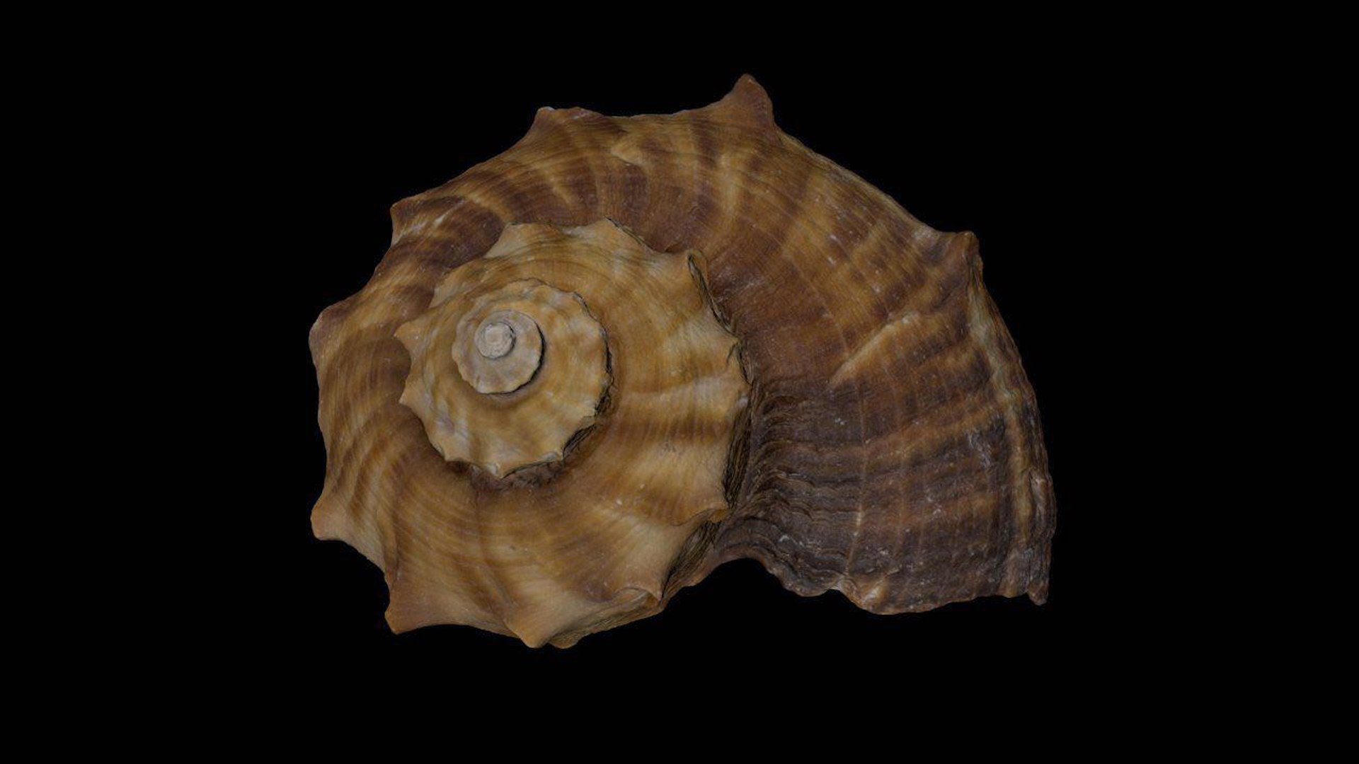 3D model scan sea shells - TurboSquid 1201862