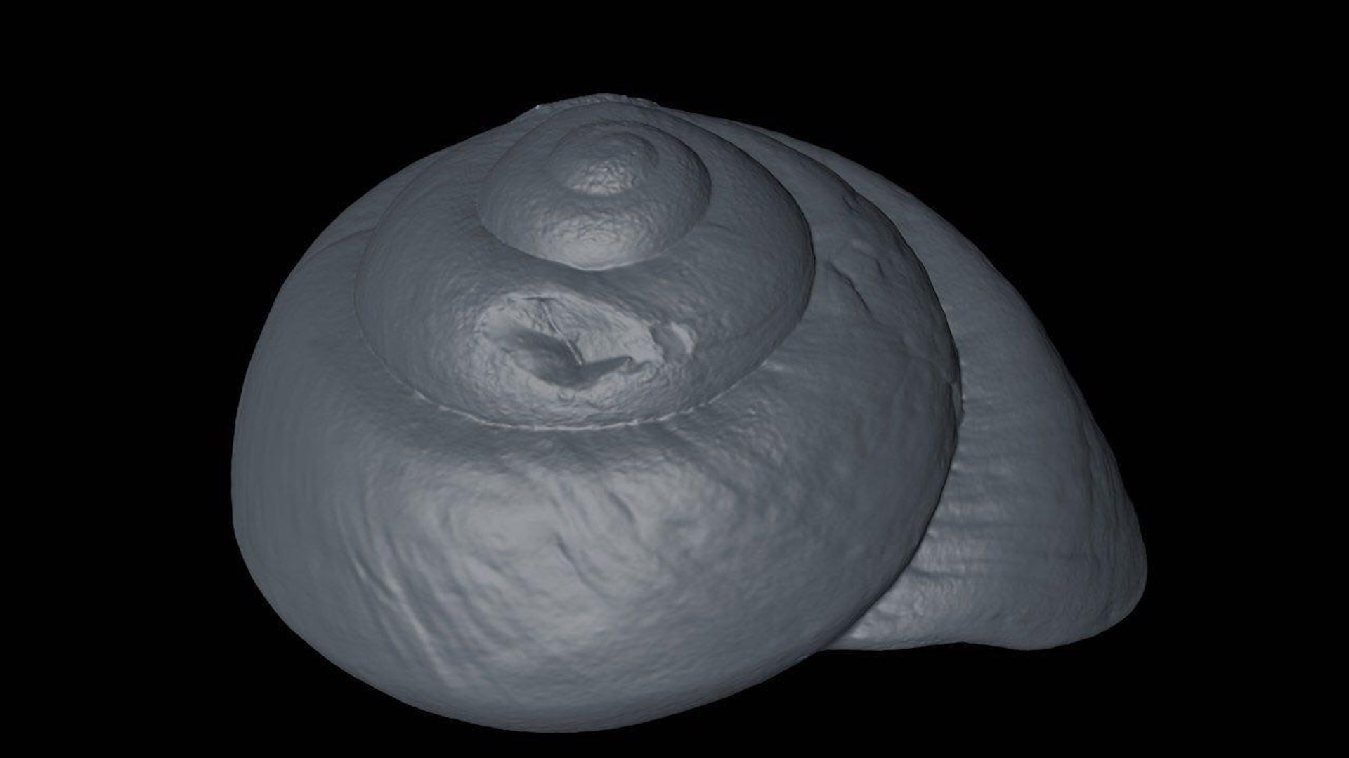 3D Model Scan Sea Shells - TurboSquid 1201862