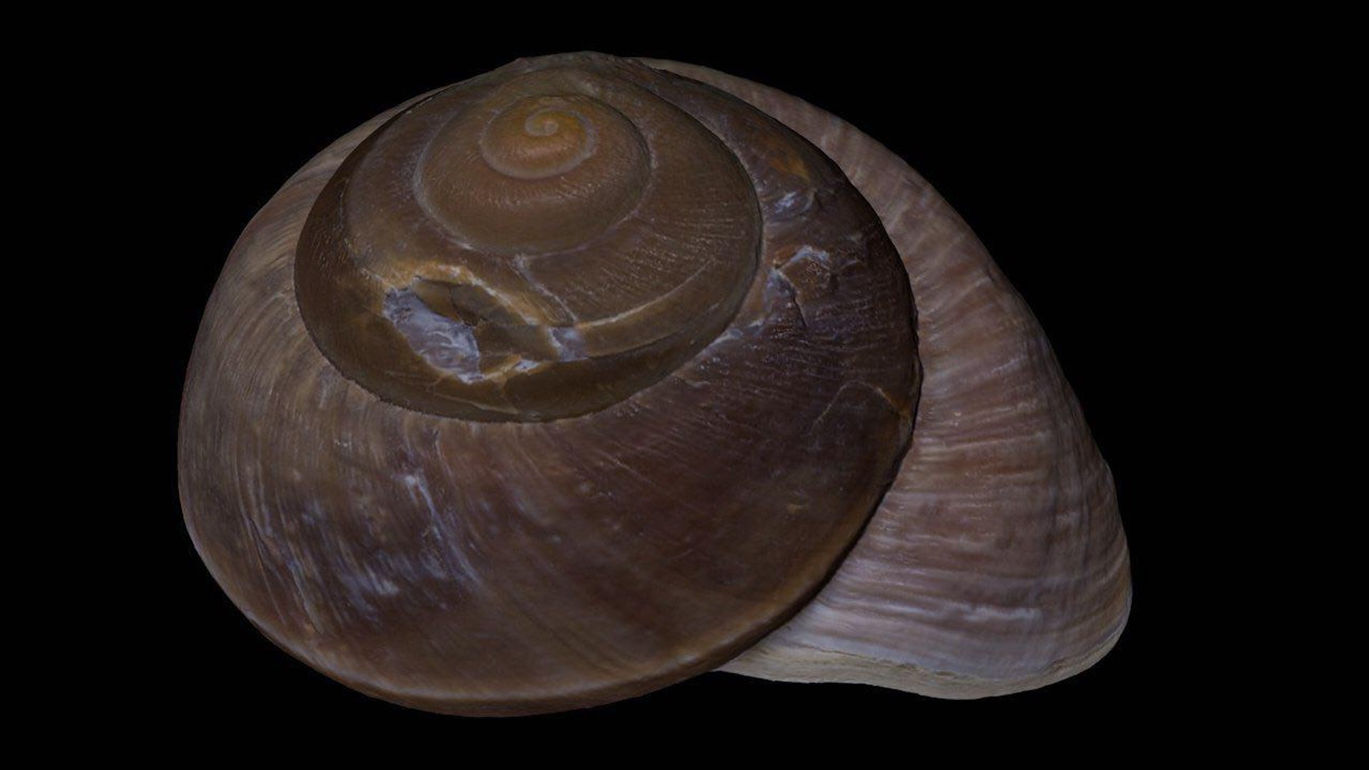 3D Model Scan Sea Shells - TurboSquid 1201862