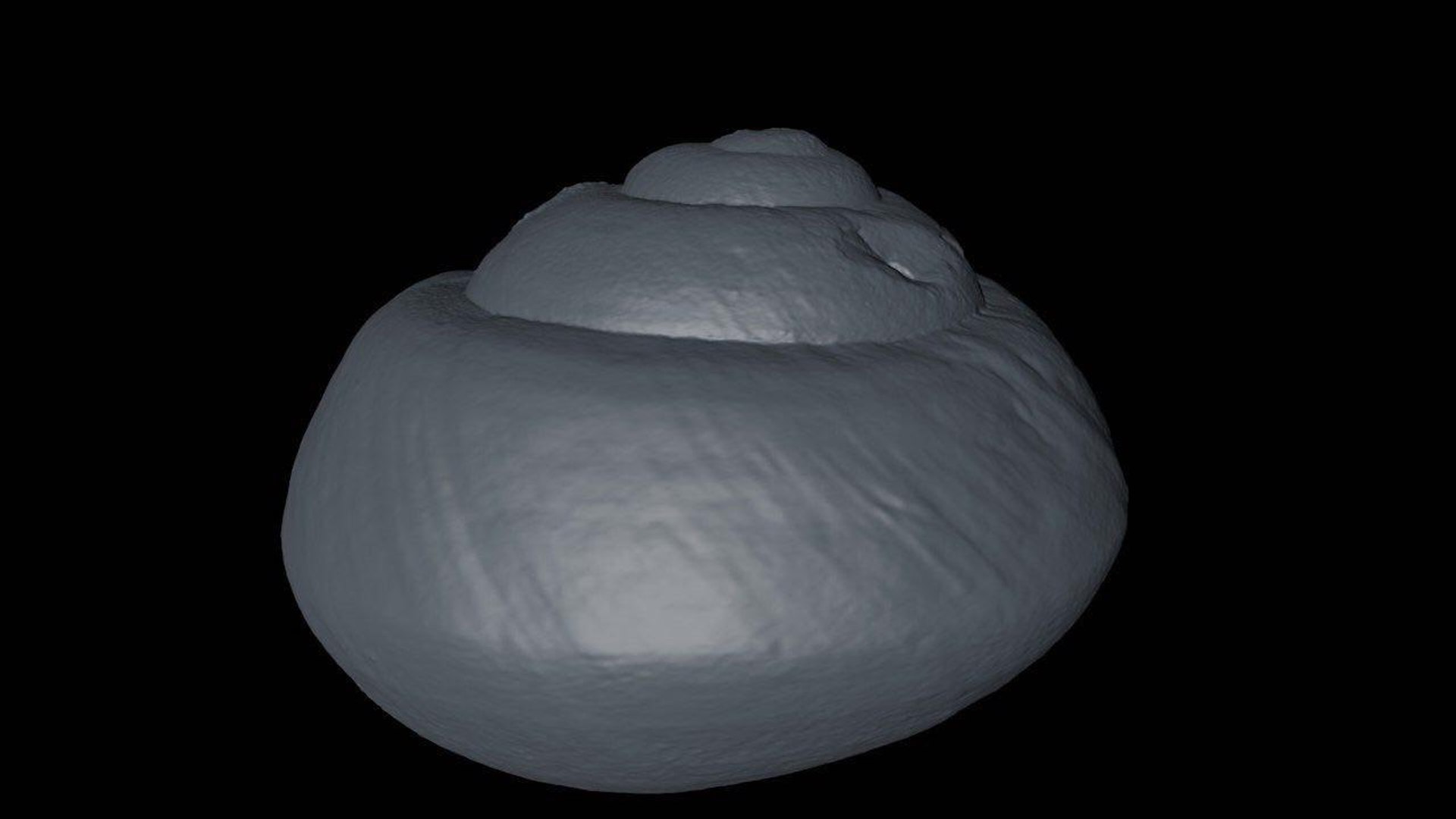 3D Model Scan Sea Shells - TurboSquid 1201862