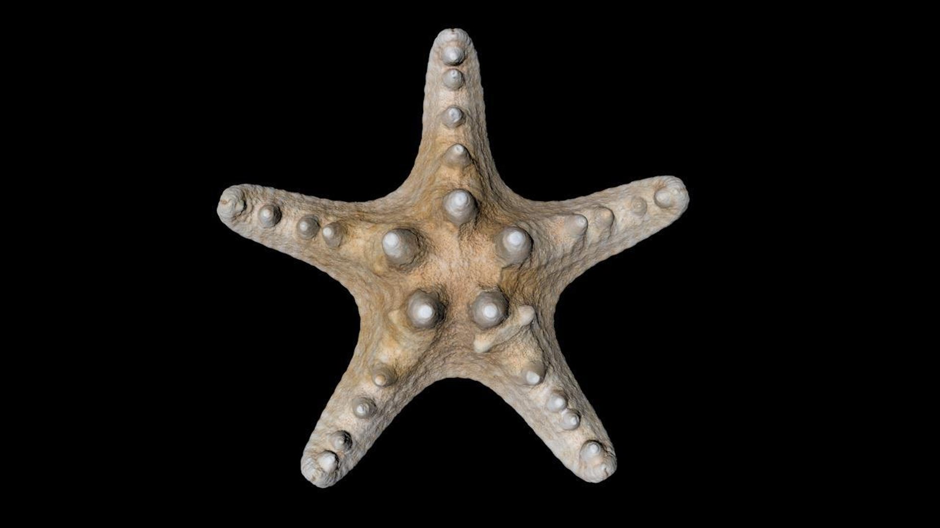 3D model scan sea shells - TurboSquid 1201862