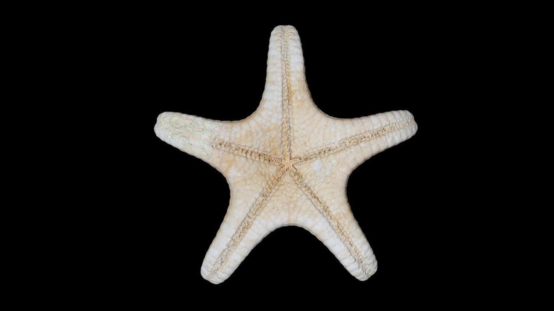 3D model scan sea shells - TurboSquid 1201862