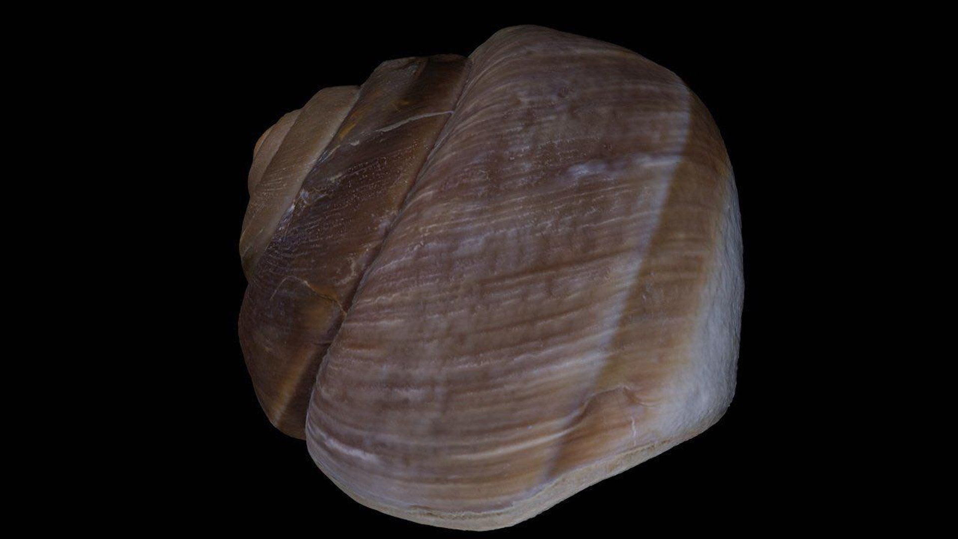 3D Model Scan Sea Shells - TurboSquid 1201862