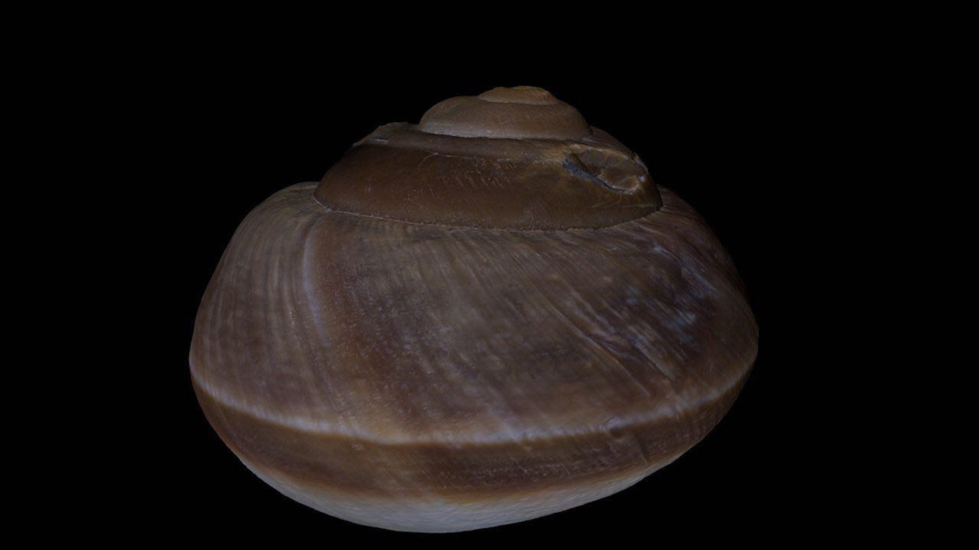 3D Model Scan Sea Shells - TurboSquid 1201862