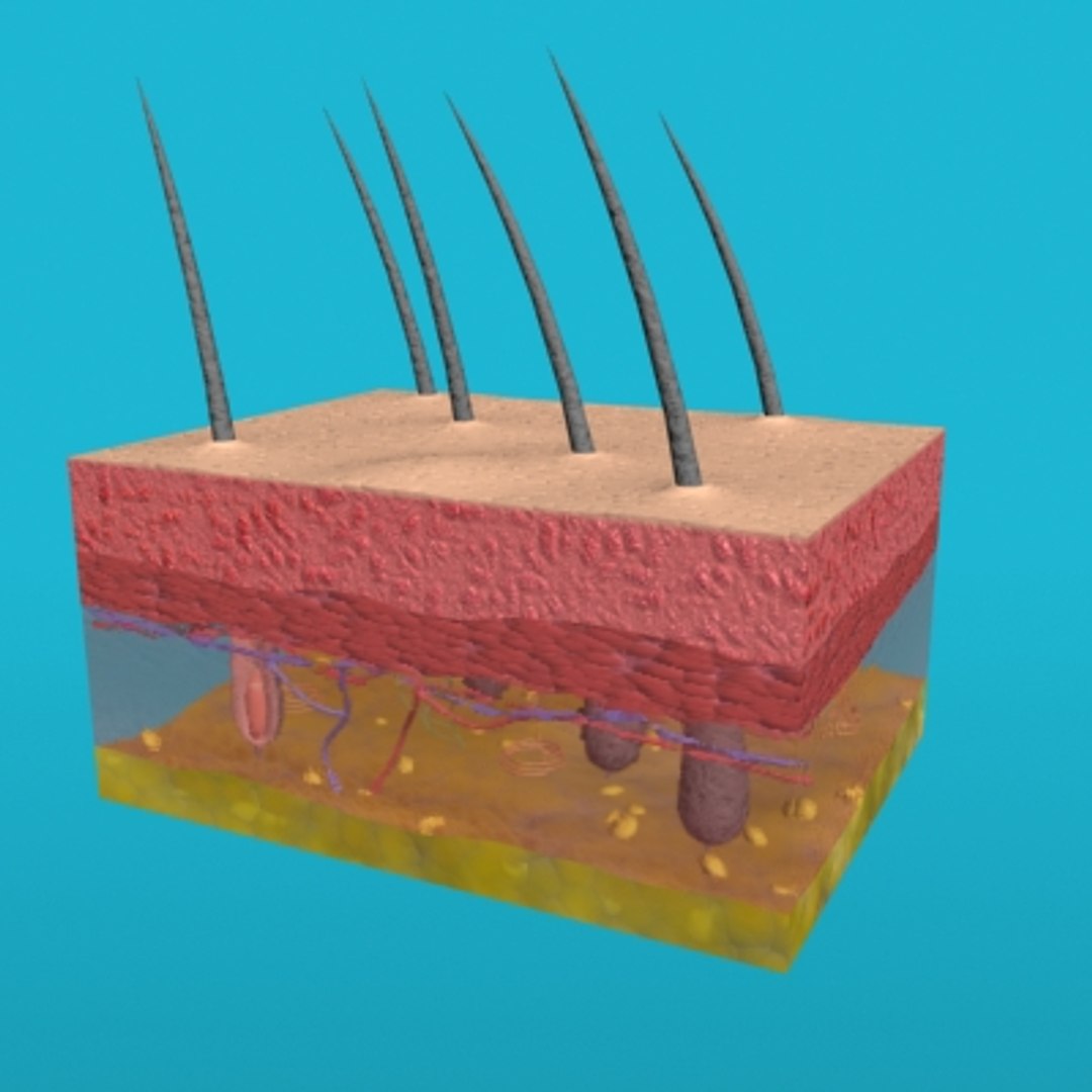 Max Skin Hair Anatomy