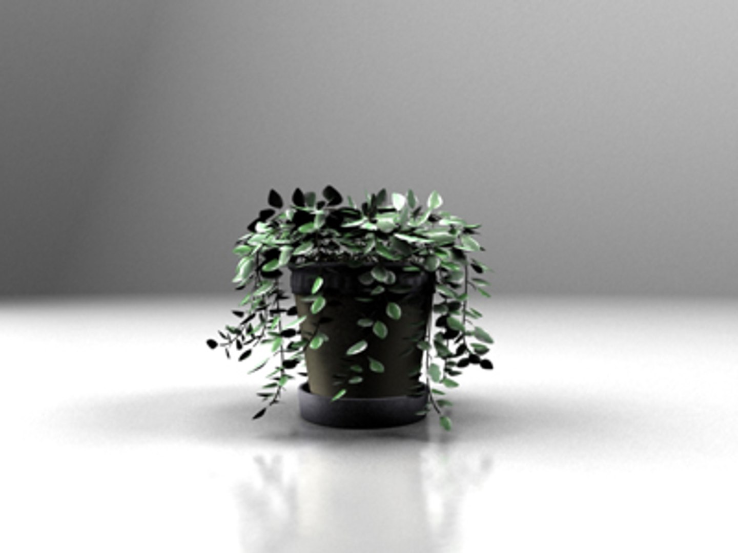 Maya Green Vine Plant