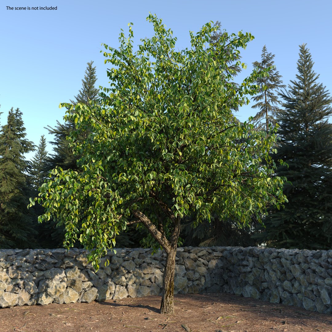 Summer Pear Tree Model - TurboSquid 1432251