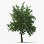 pear tree flowering 3d model