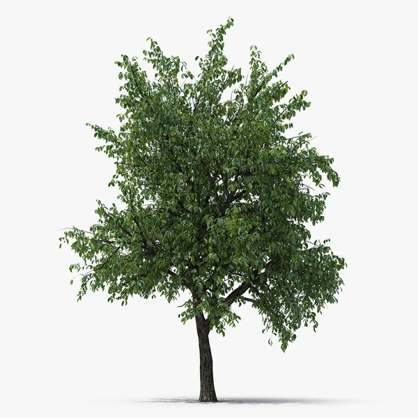 3d peach tree model