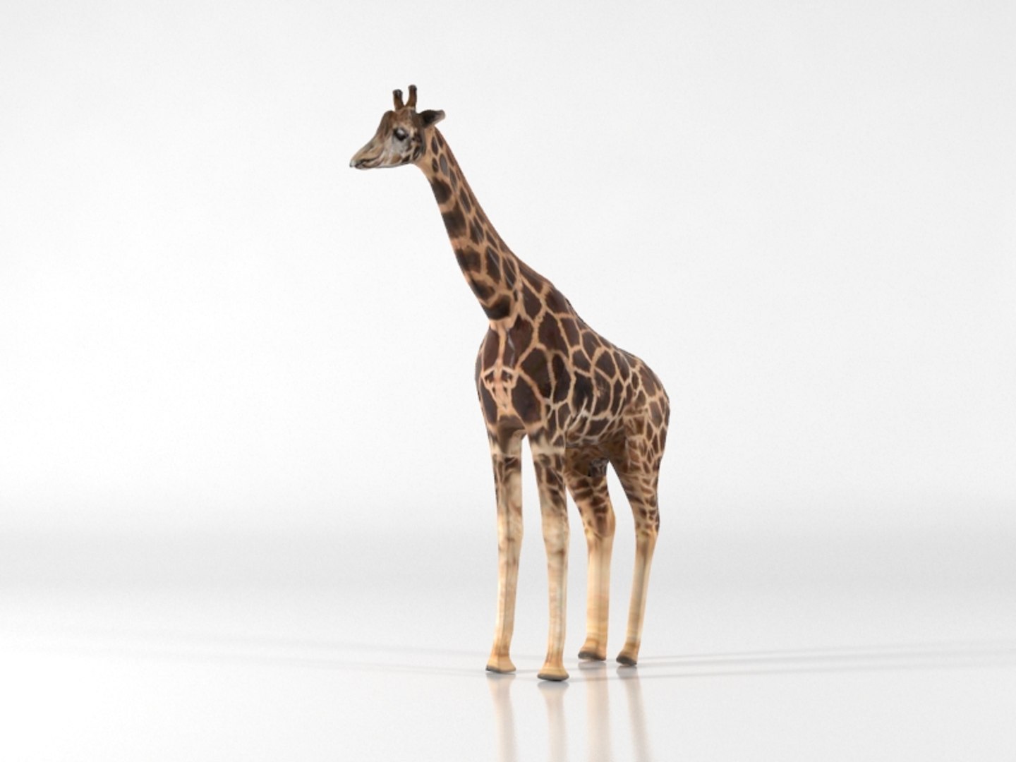 3D Model Giraffe Animal Zoo - TurboSquid 1405330