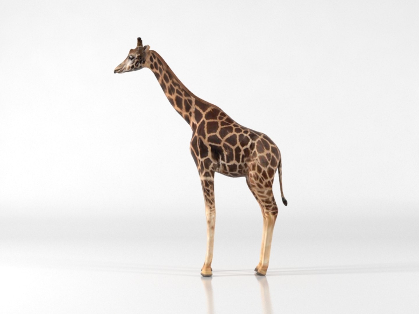 3D Model Giraffe Animal Zoo - TurboSquid 1405330