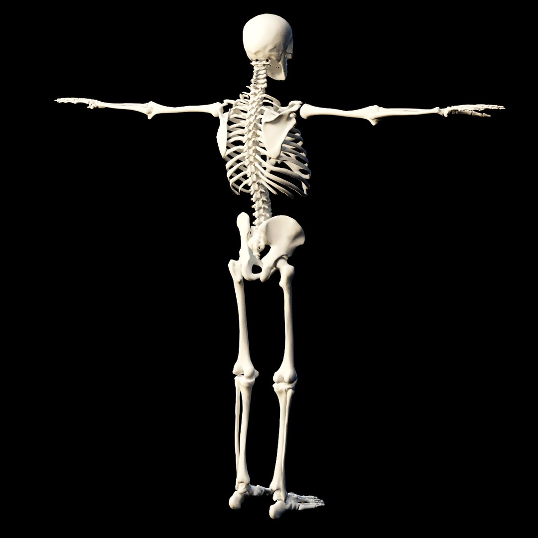 3D Skeleton - TurboSquid 1408380