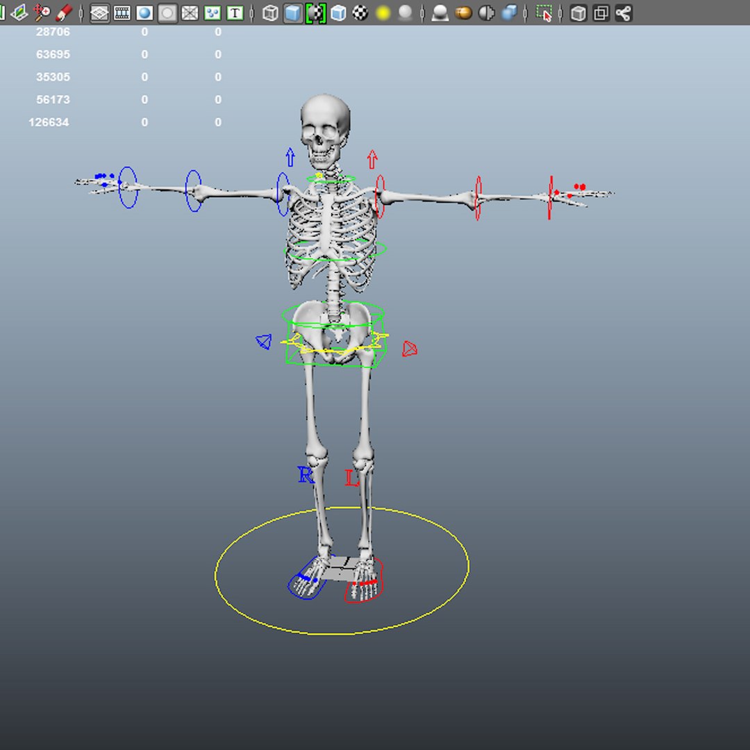 3D Skeleton - TurboSquid 1408380