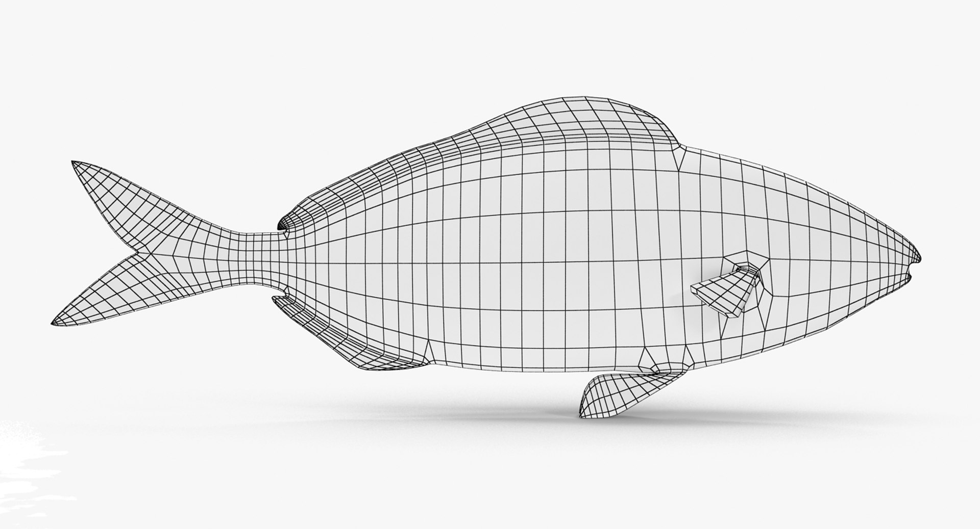 Saupe Fish Sarpa 3d Model