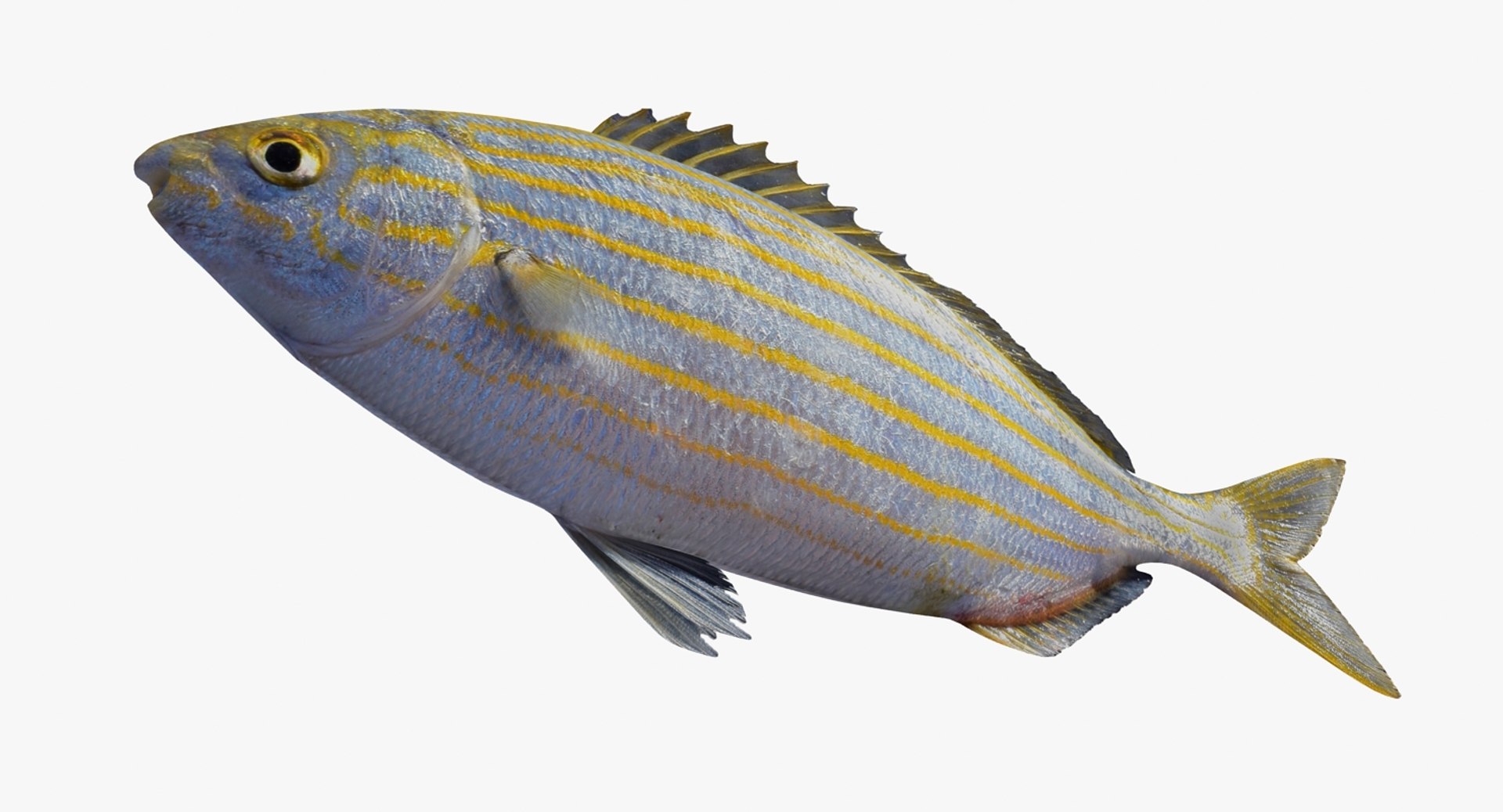 Saupe Fish Sarpa 3d Model