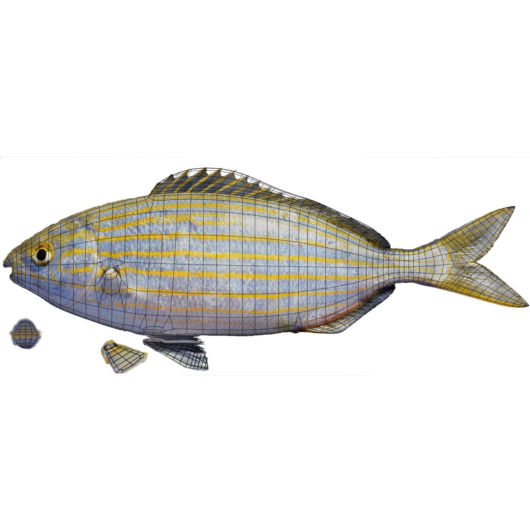 Saupe Fish Sarpa 3d Model