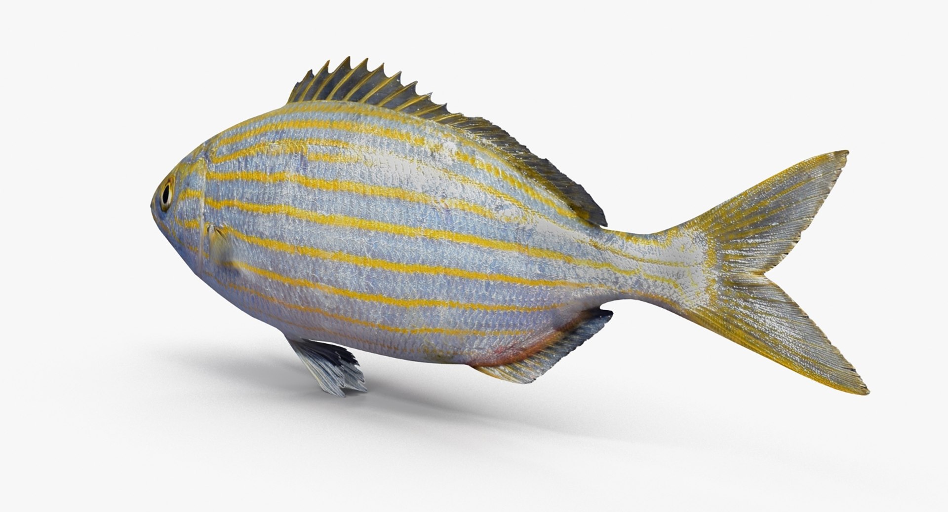 Saupe Fish Sarpa 3d Model