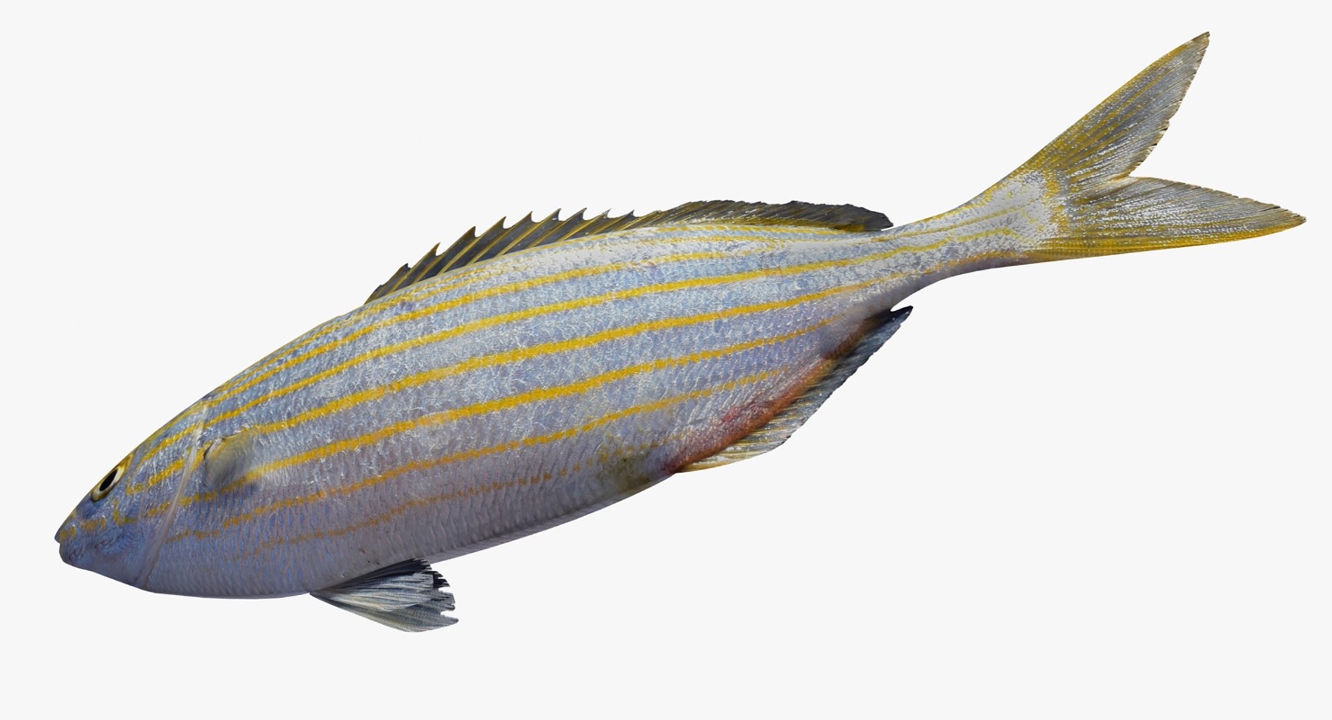 Saupe Fish Sarpa 3d Model