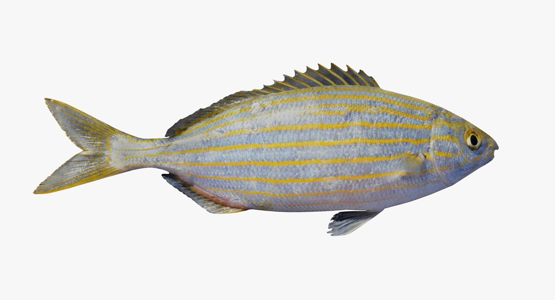 Saupe Fish Sarpa 3d Model