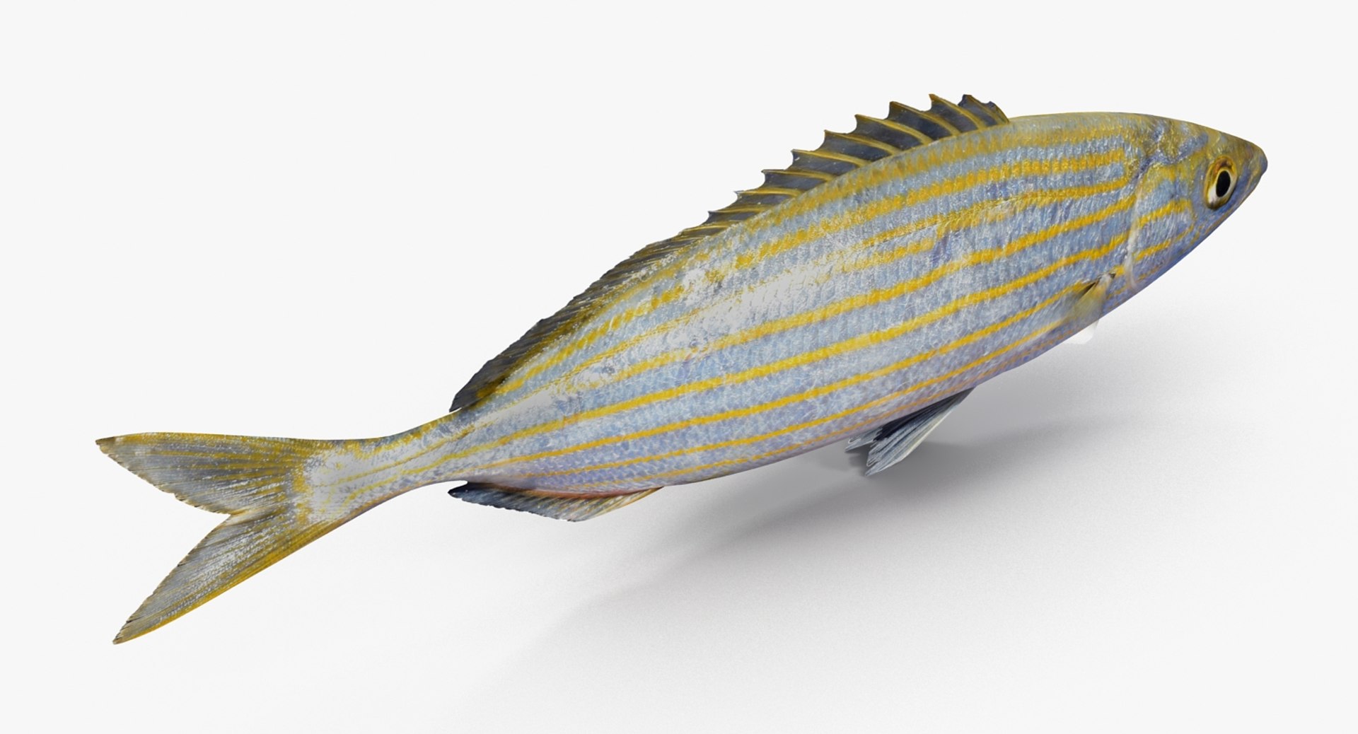 Saupe Fish Sarpa 3d Model