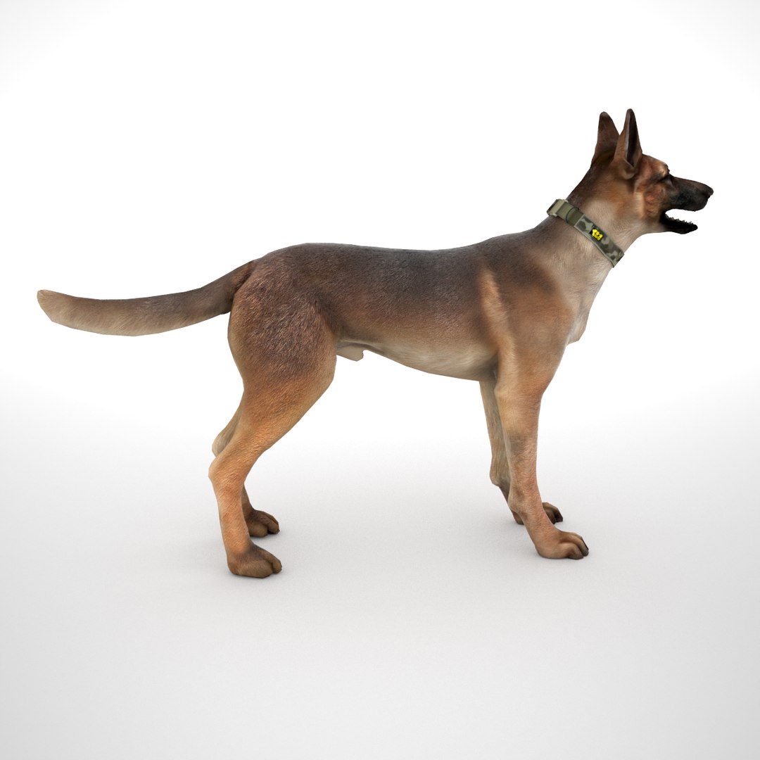 Belgian Malinois Multicam Id Model - TurboSquid 1246342