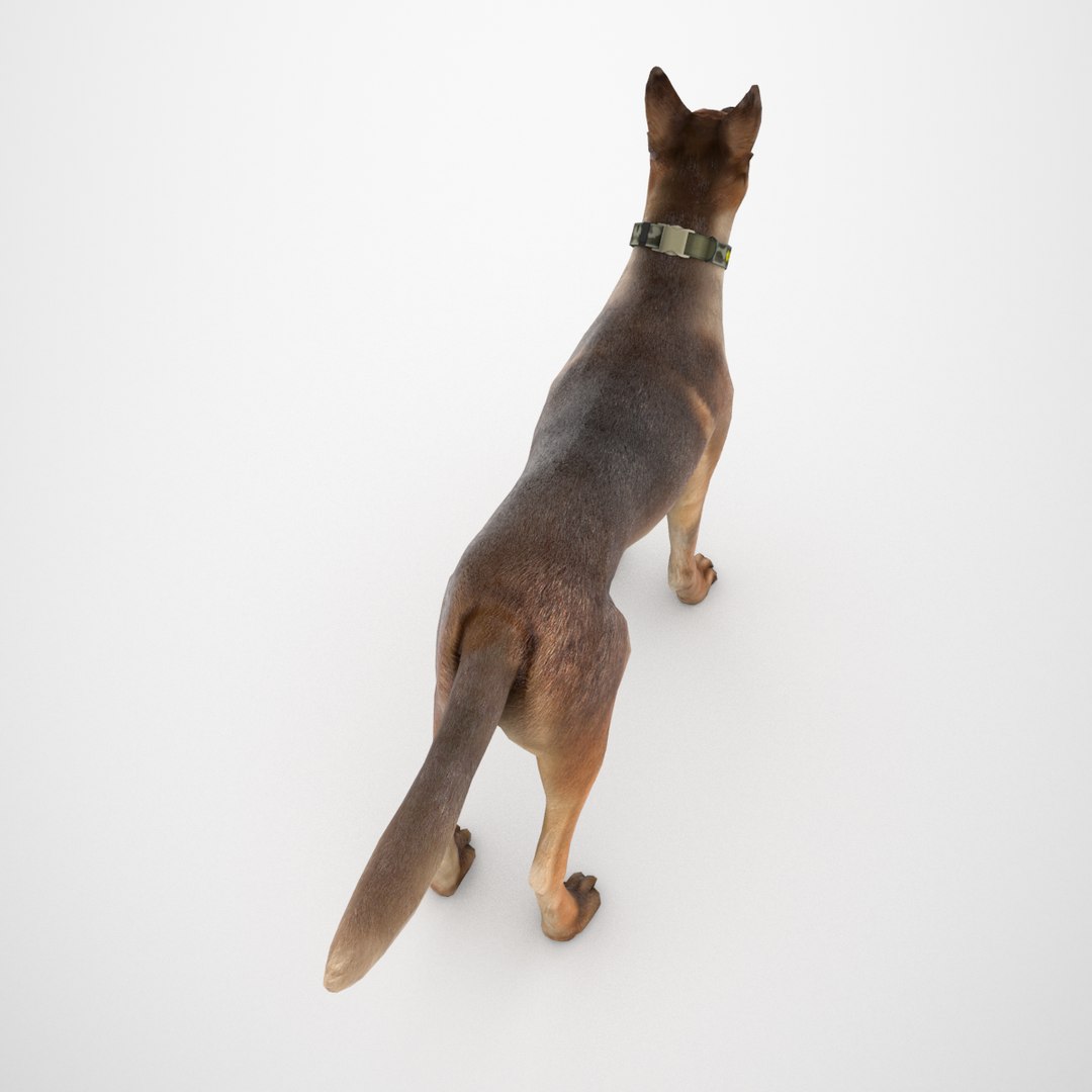 Belgian Malinois Multicam Id Model - TurboSquid 1246342