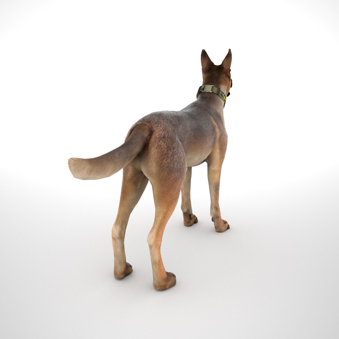 Belgian Malinois Multicam Id Model - TurboSquid 1246342