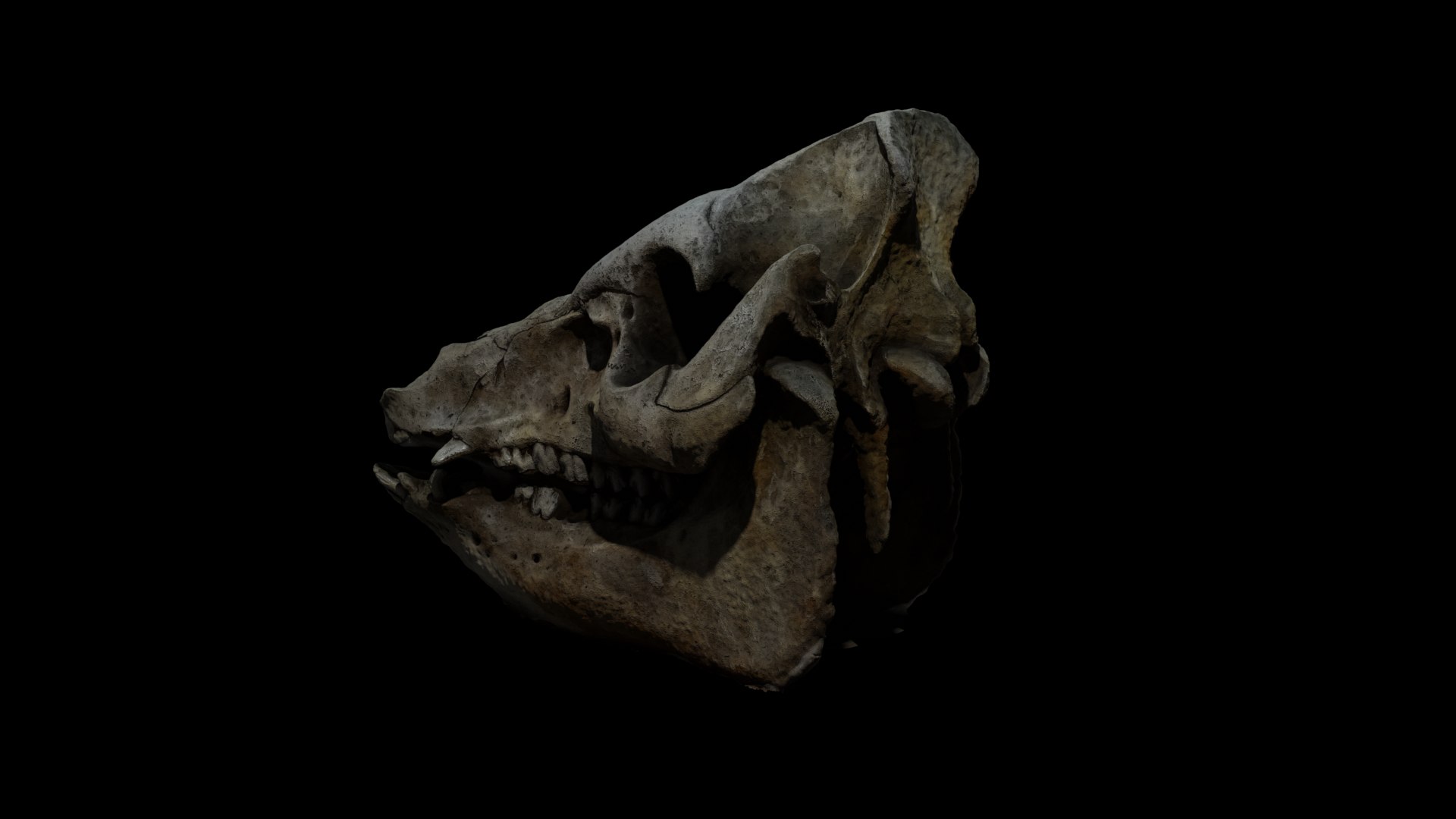 3D Pig Skull - Photoscan - TurboSquid 1972627