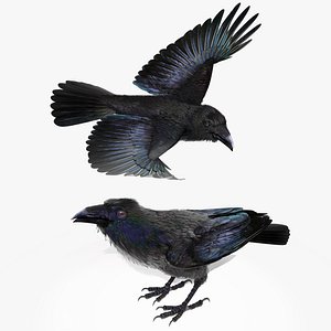 Download Free & Premium Raven 3D Models | TurboSquid