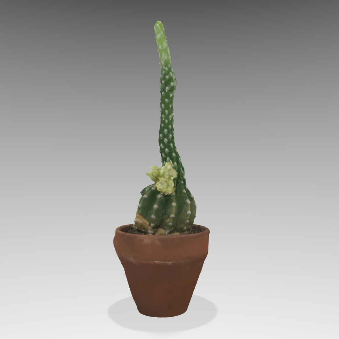 3d potted cactus