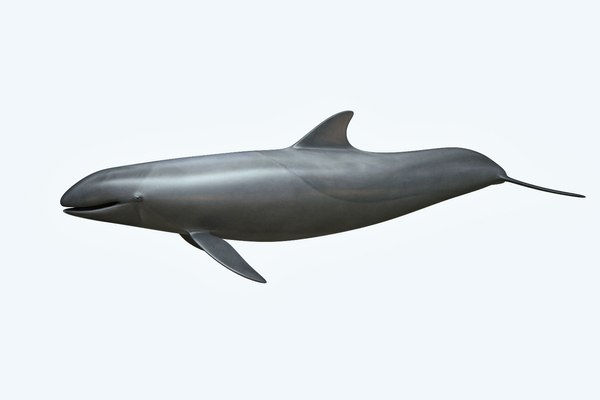 3D Orca Models | TurboSquid
