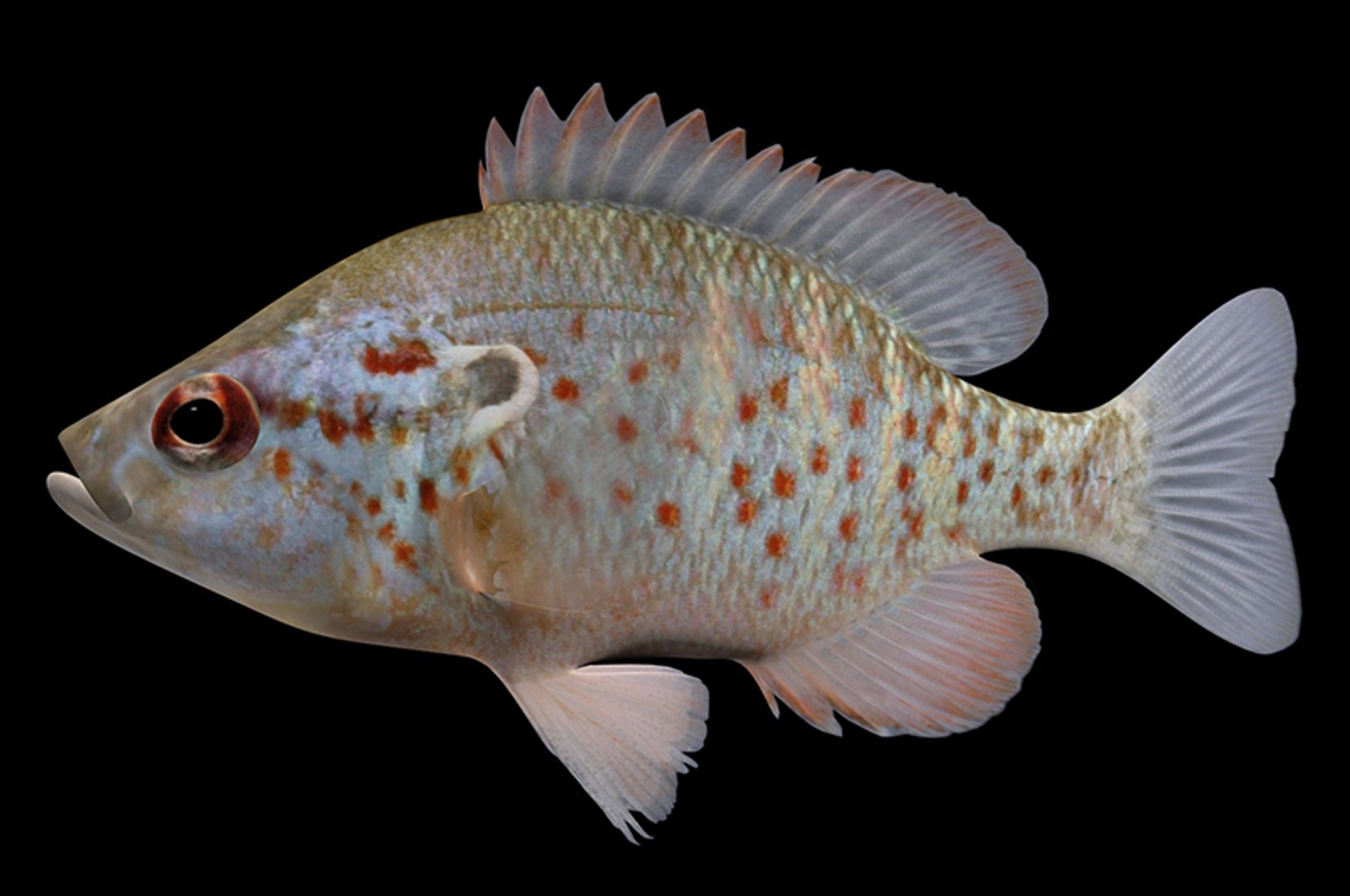 Lepomis Humilis Orangespotted Sunfish Ma