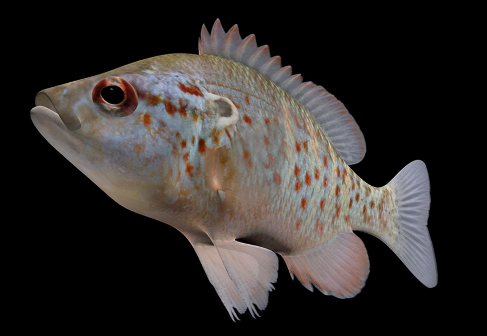 Lepomis Humilis Orangespotted Sunfish Ma