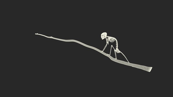 3D модель Сидящая обезьяна-мартышка Скелет - TurboSquid 2310333