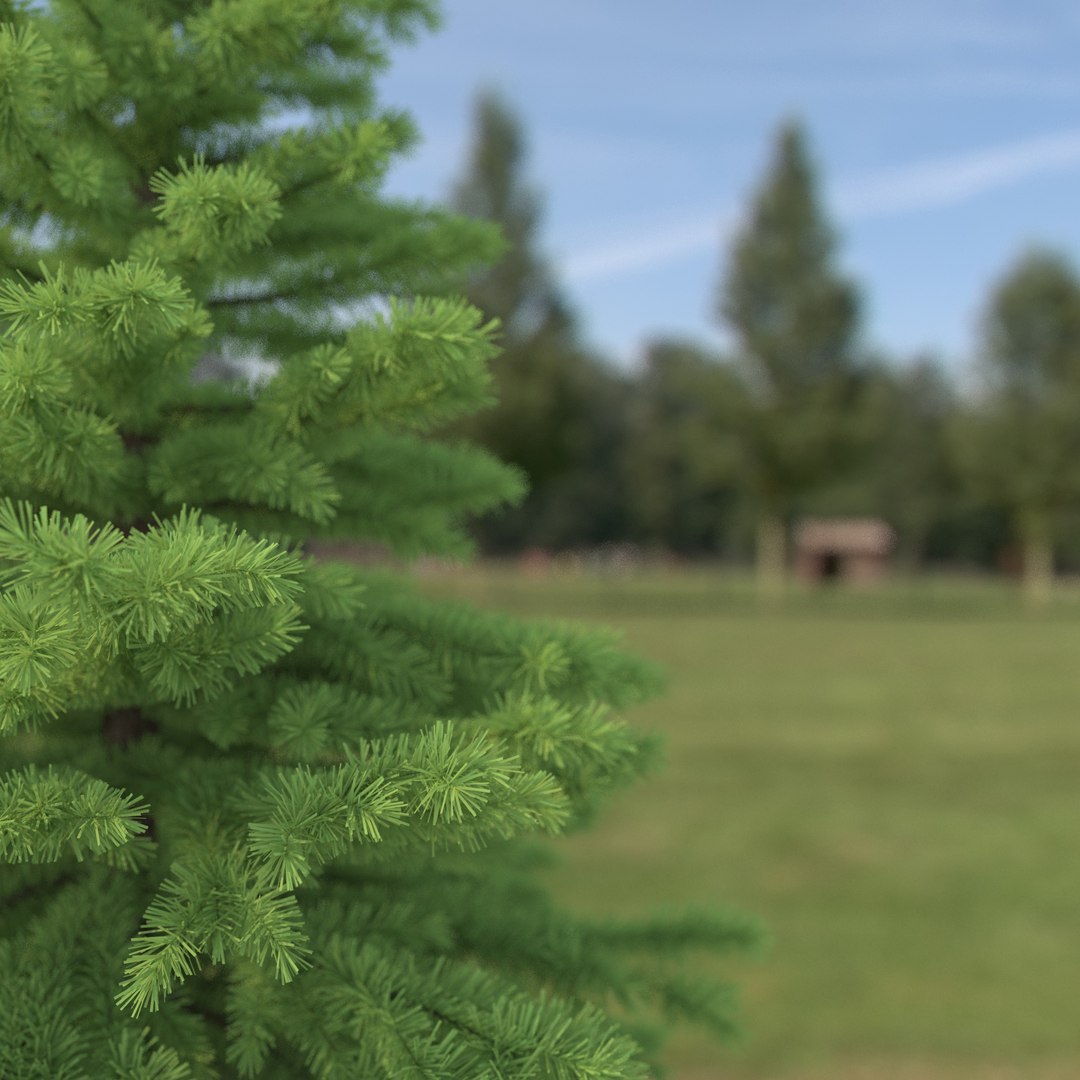 Spruce Tree Model - TurboSquid 1440308