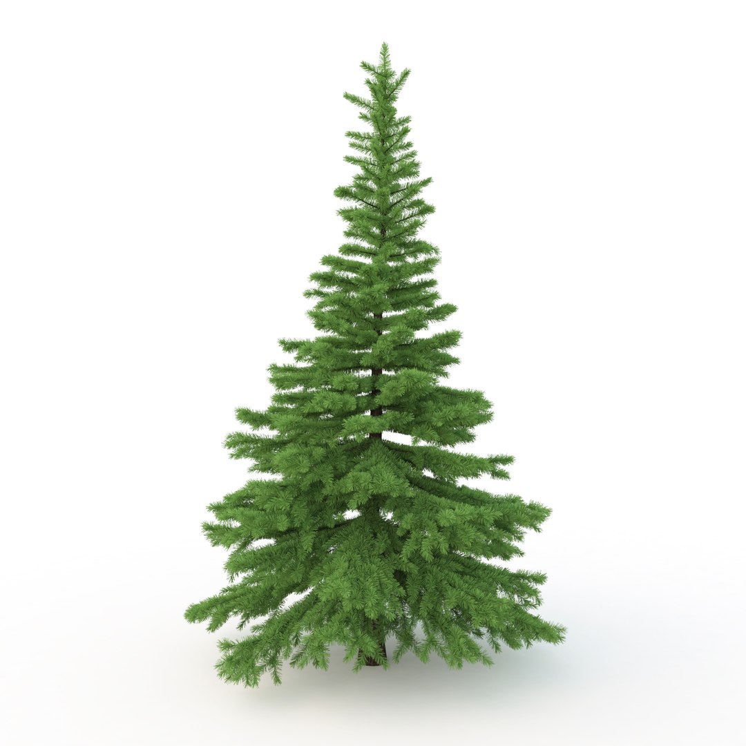 Spruce Tree Model - TurboSquid 1440308