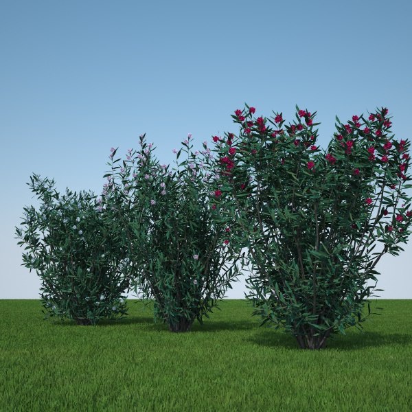 3D Oleander Models | TurboSquid