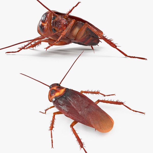 Cockroach 3D Models for Download | TurboSquid