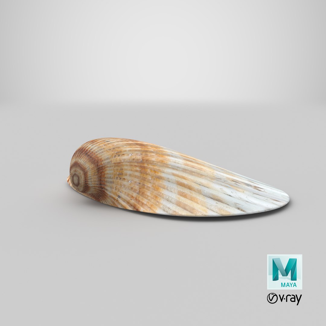 Seashell Real 3D Model - TurboSquid 1624187