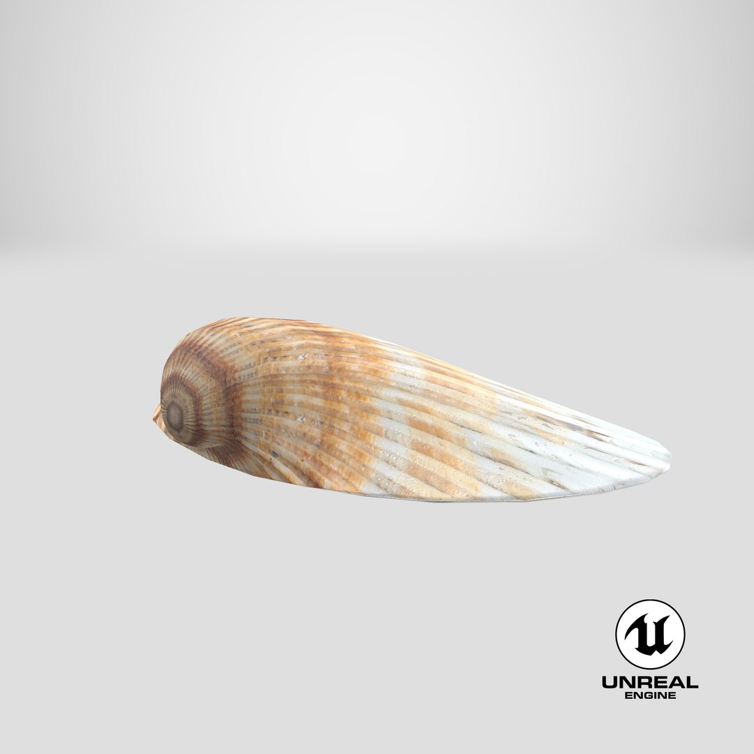 Seashell Real 3D Model - TurboSquid 1624187