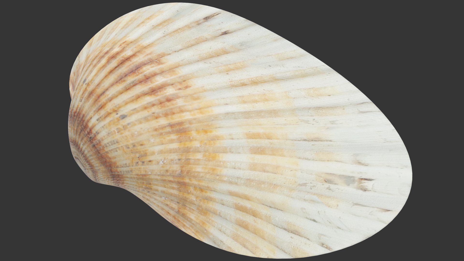 Seashell Real 3D Model - TurboSquid 1624187