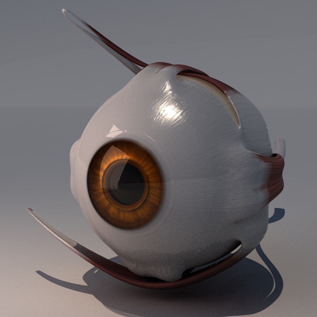 Human Eye Muscles 3d Model