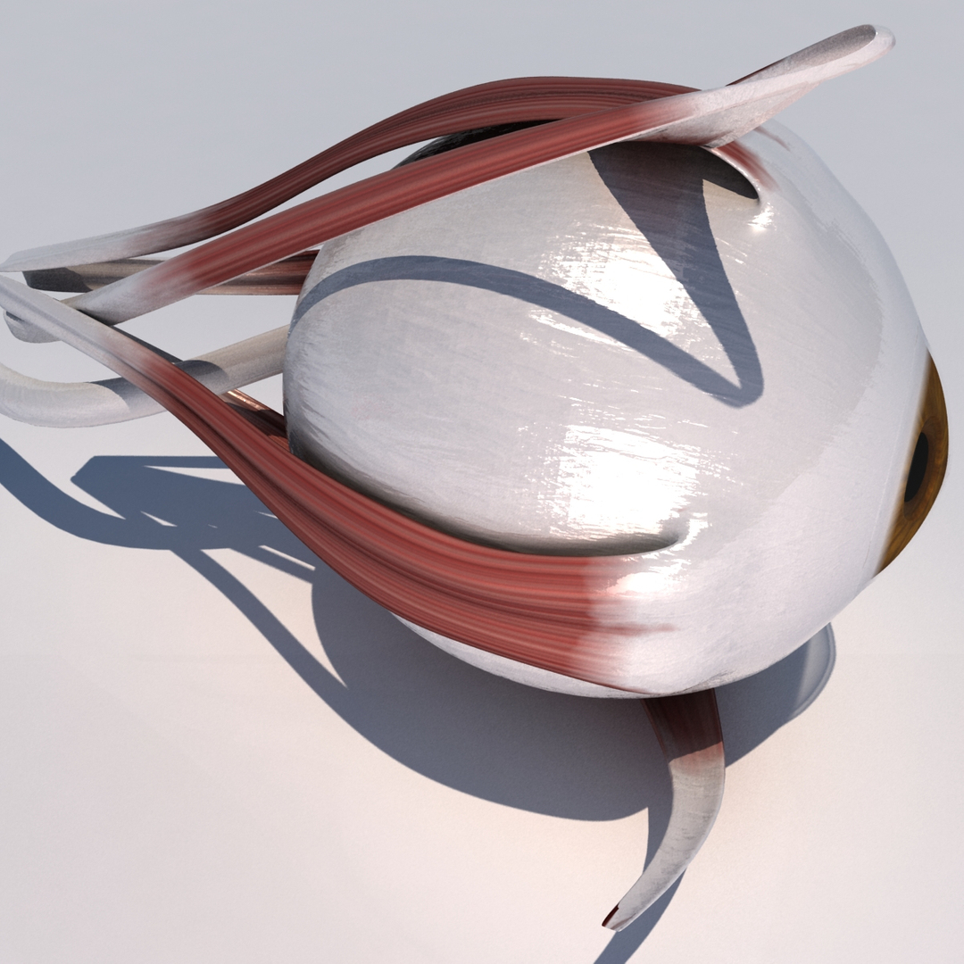 human eye muscles 3d model