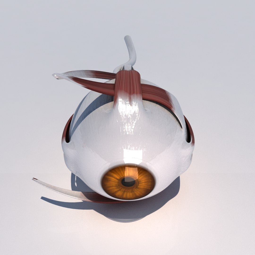 Human Eye Muscles 3d Model