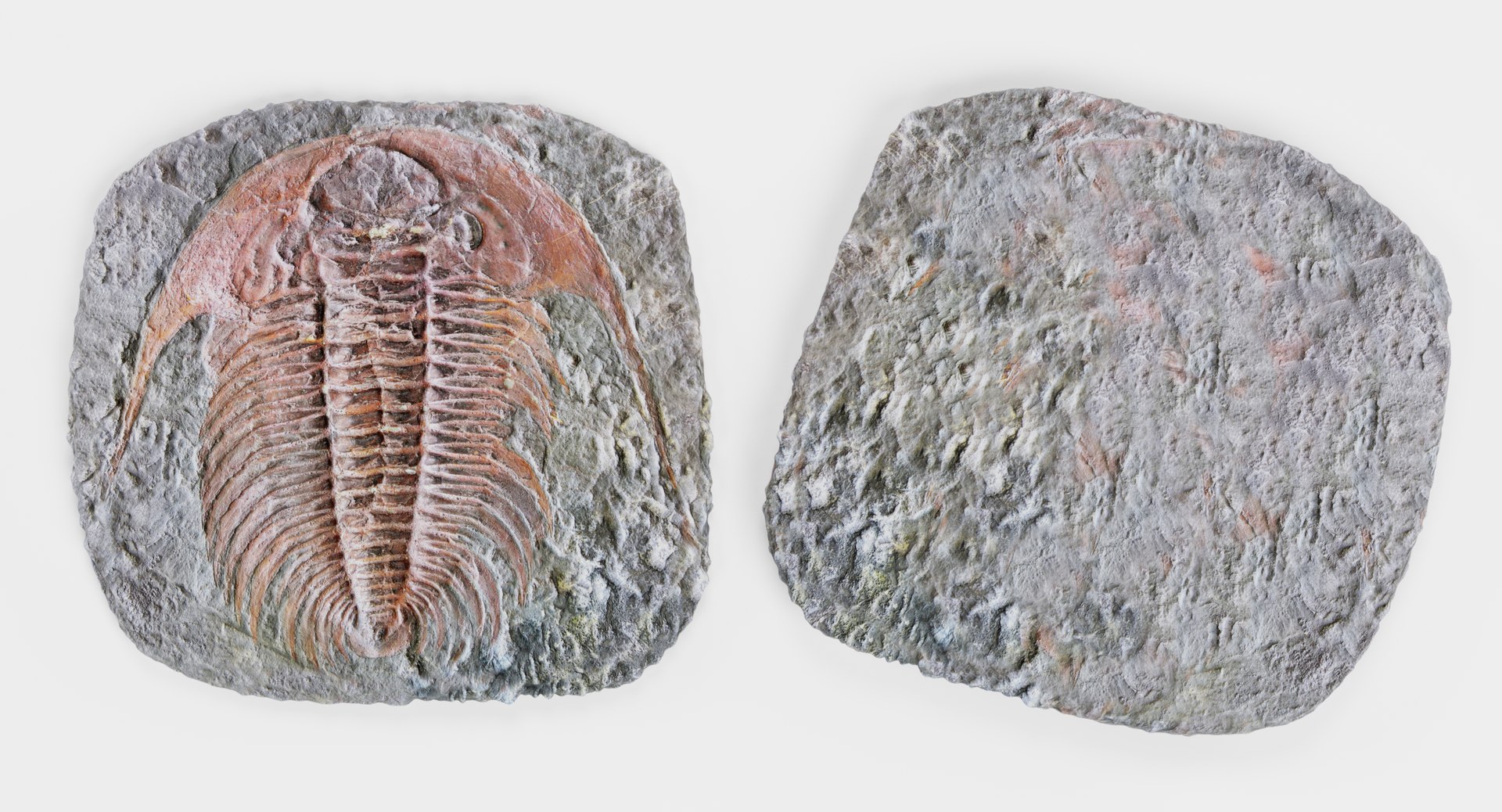 3D Trilobite Fossil Model - TurboSquid 1338253